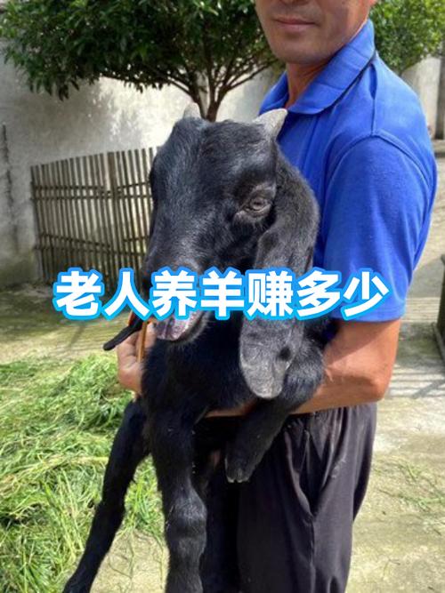 养羊一年能赚多少钱图标