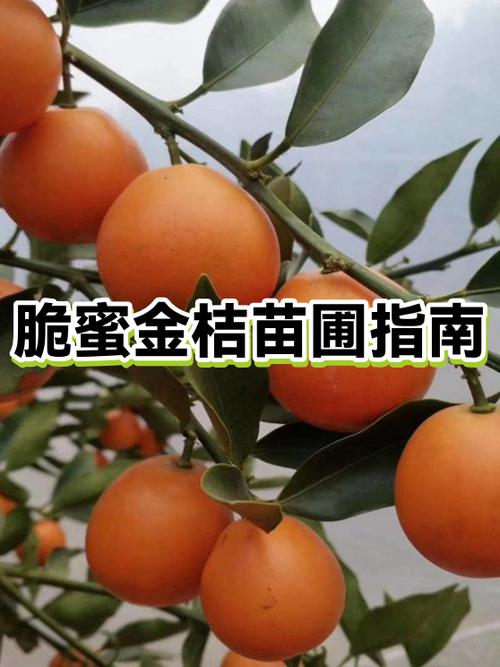 金桔小店靠谱吗