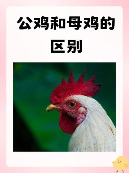 母鸡打鸣的10个征兆图标