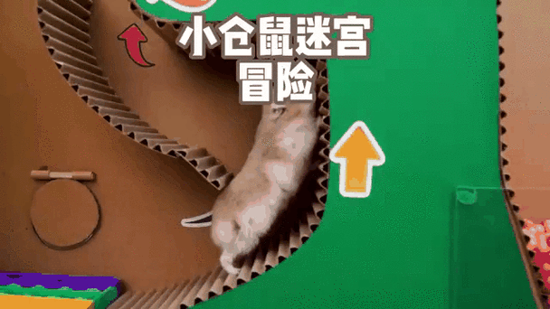小仓鼠迷宫视频图标