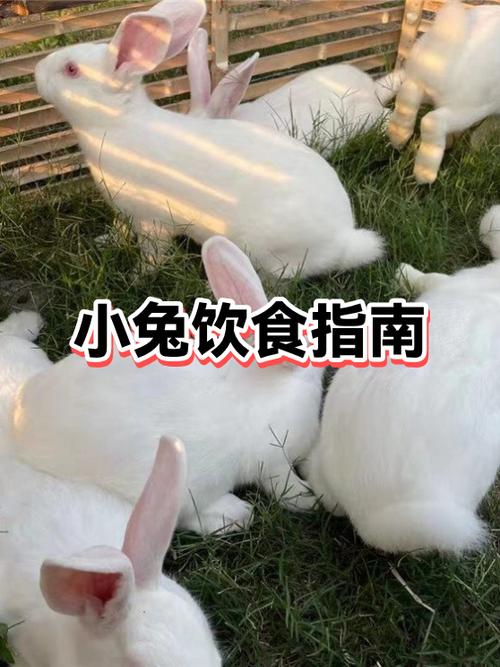 兔子需要喝水吗图标