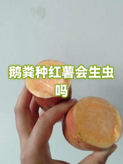 种红薯上什么粪最好图标