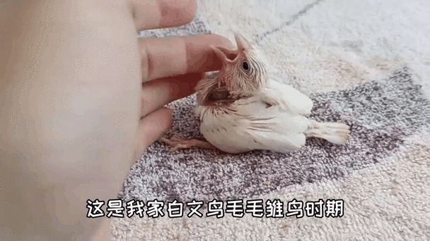 幼鸟成长过程视频截图