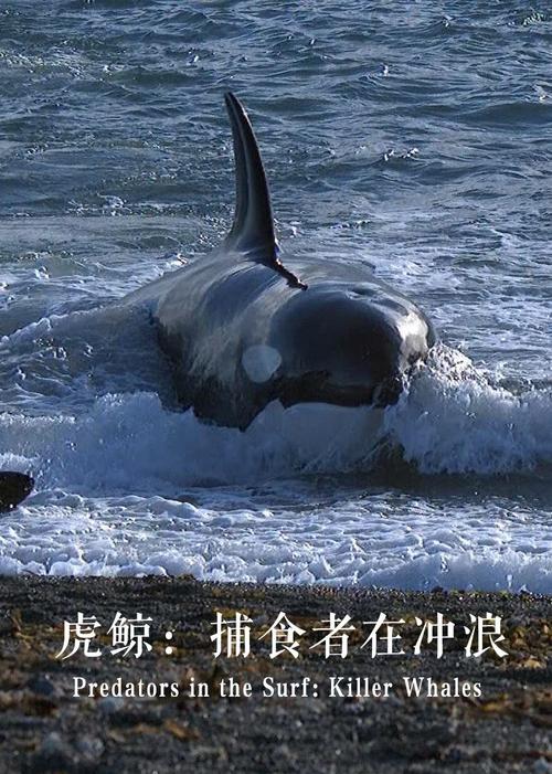 虎鲸纪录片1—6季截图