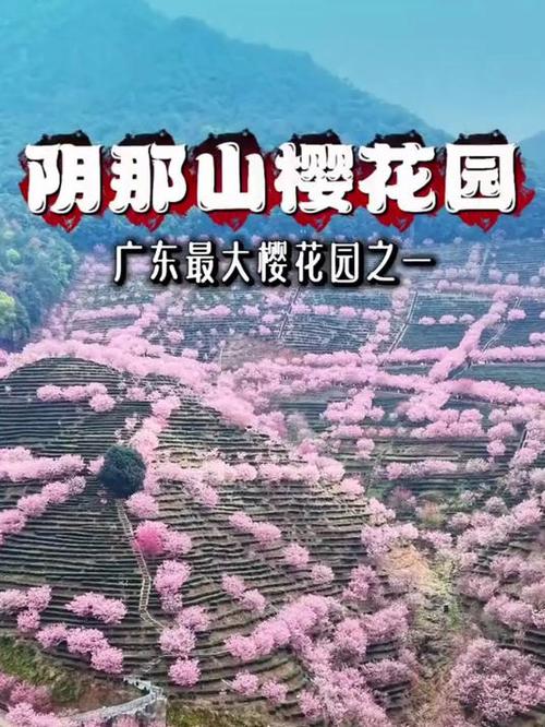 广东樱花种植基地图标