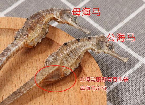海马种类图标