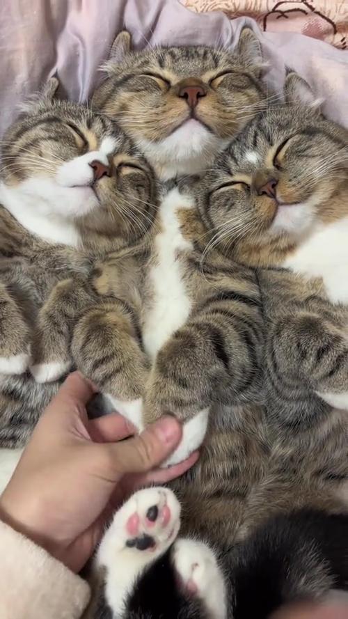 猫咪的日常生活视频图标