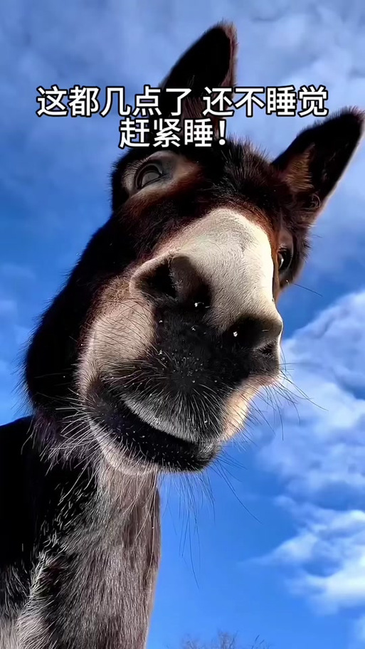 派代表什么动物图标