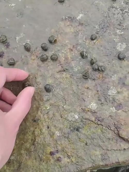 小海螺截图