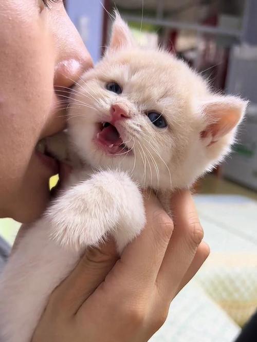 小奶猫叫唤声音图标