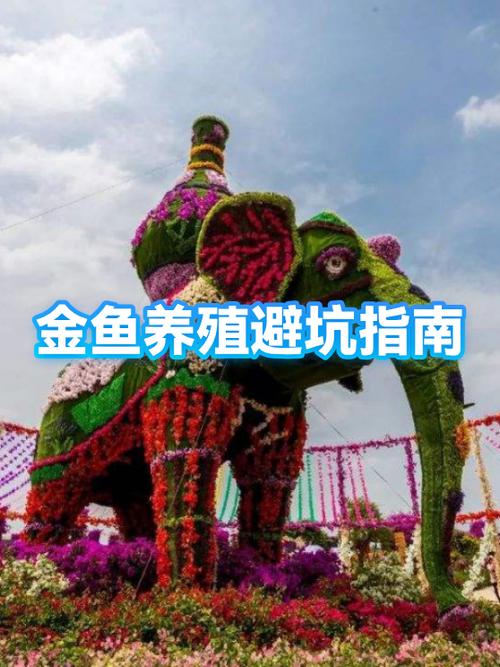 养金鱼秘诀图标