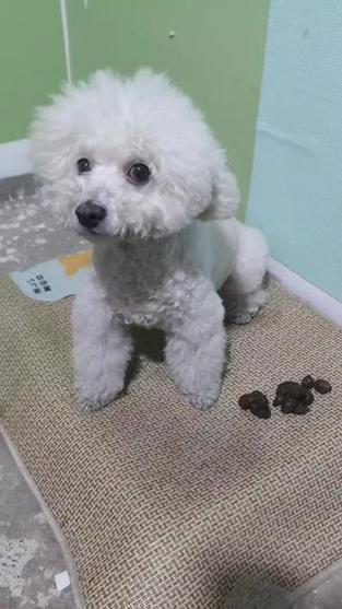狗狗在床下拉粑粑为什么截图