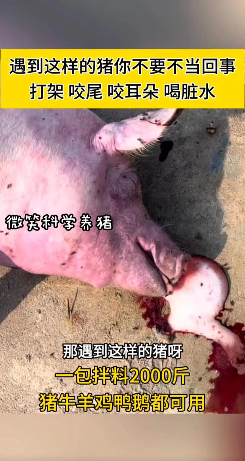 猪头疯是什么毛病图标