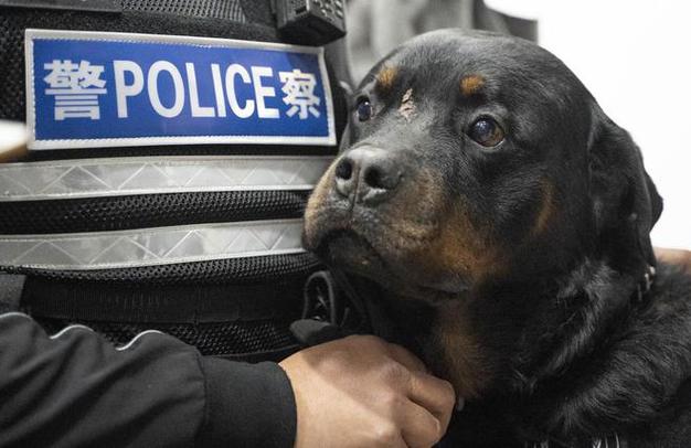 警察狗图片截图