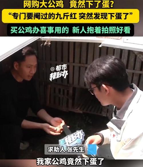 怎样判料卖土公鸡时,顾客是真买还是截图
