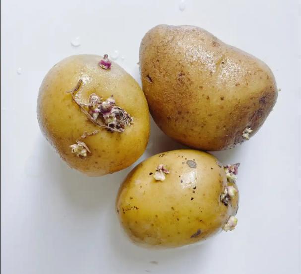 刚发芽的土豆能吃吗吃图标