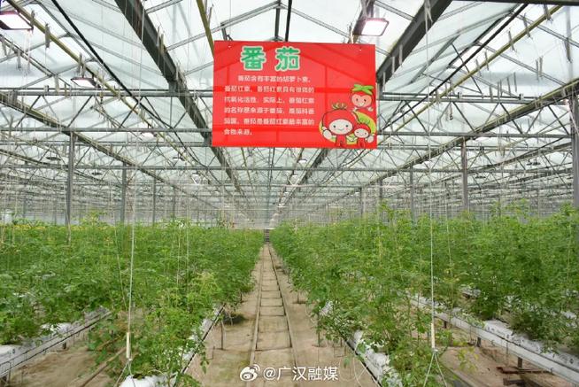 番茄属于哪个公司