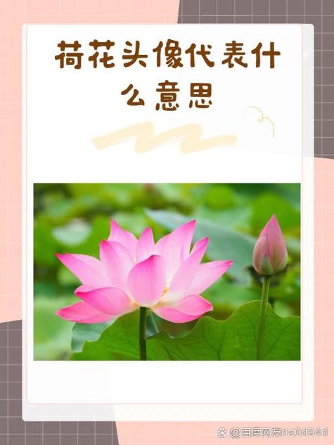 第三荷花小说网截图