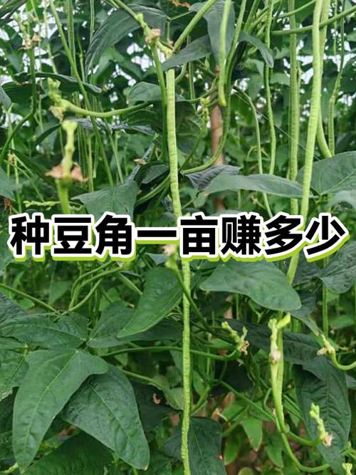 豆赚是怎么赚钱的图标