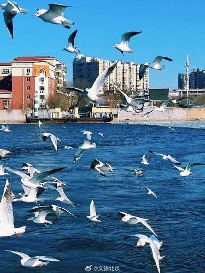 海之鸥客服电话是多少