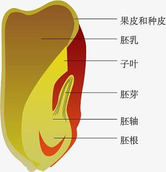 种子的结构图标
