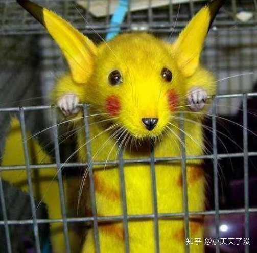 皮卡丘是什么鼠图标