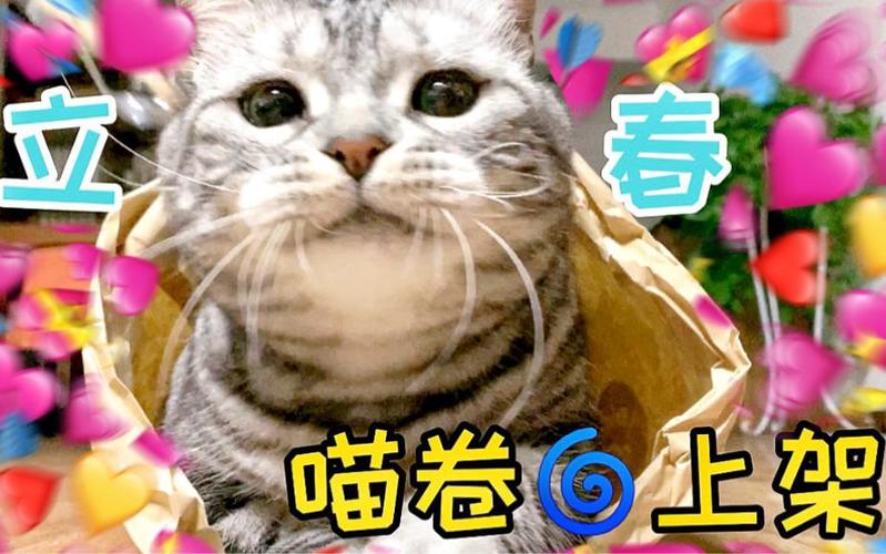 激萌猫咪截图