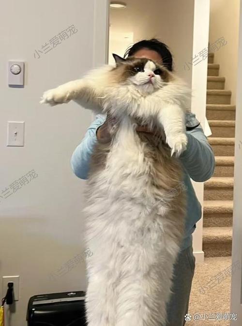成年版猫咪图标