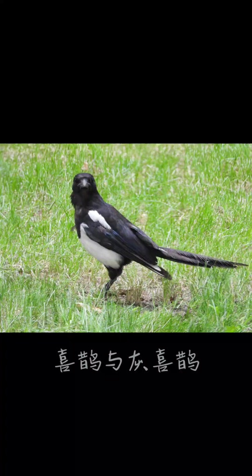 喜鹊叫有什么兆头图标