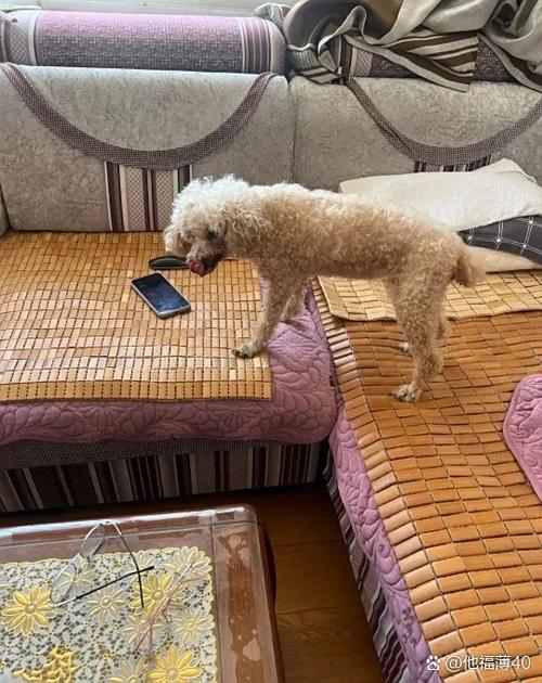 狗狗16岁了忽然站不住了截图