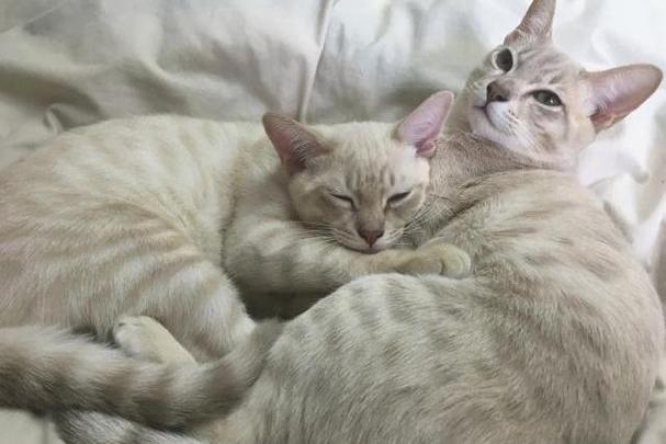 哪里有卖猫的图标