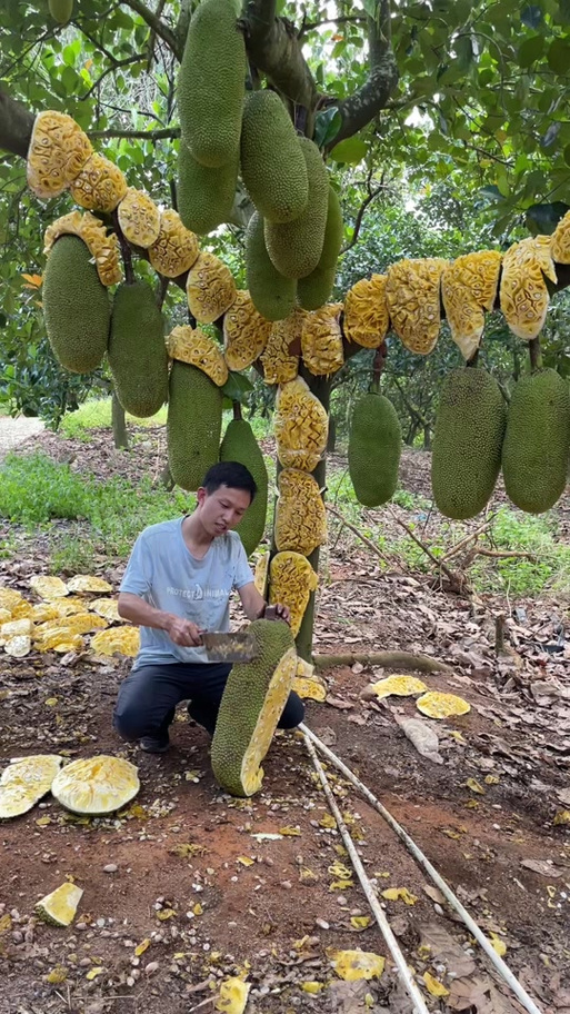 脆甜的菠萝蜜是哪种图标