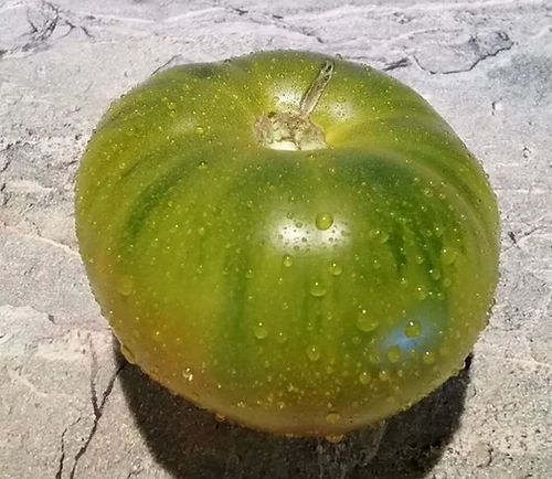 绿色番茄