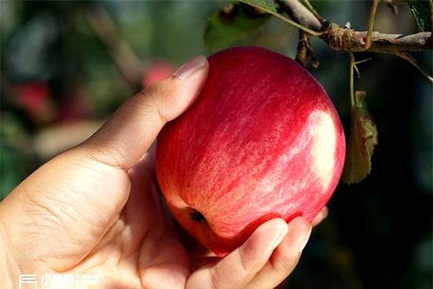 苹果可以隐藏app吗