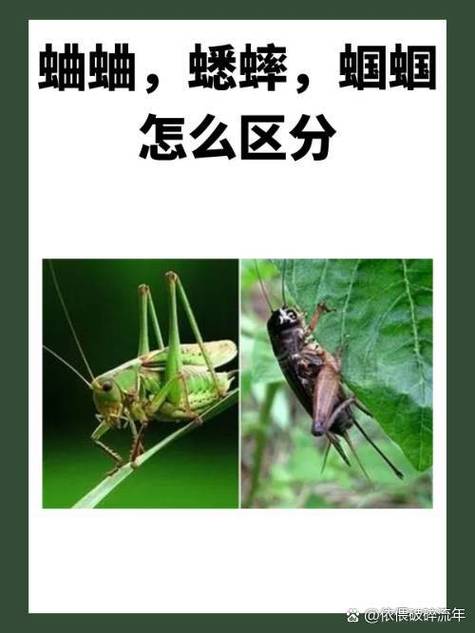 蟋蟀蝈蝈和蛐蛐的区别图片图标