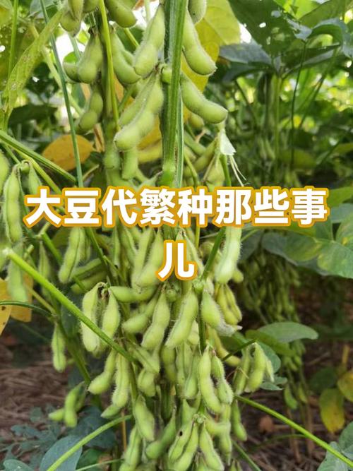 种子代繁协议图标