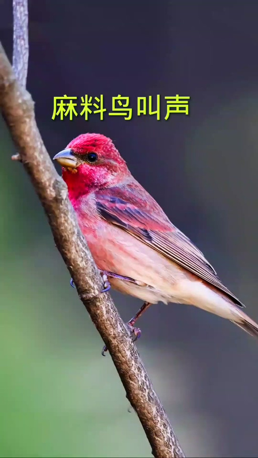 麻料鸟单口叫声mp3图标