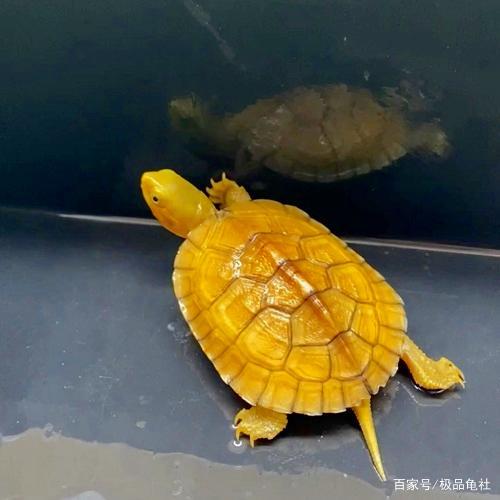 最好养的乌龟品种图标