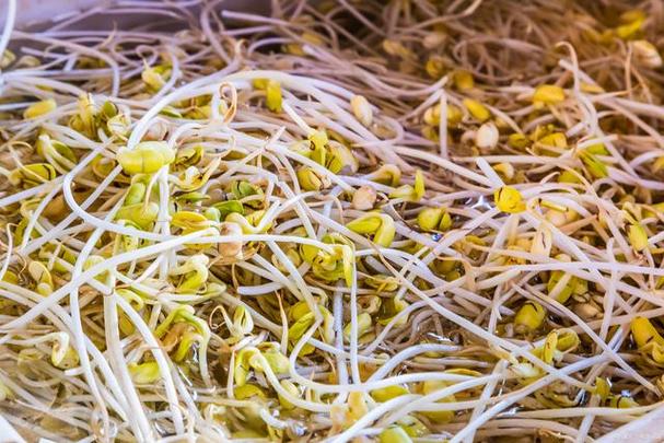 豆芽发芽有毒吗图标
