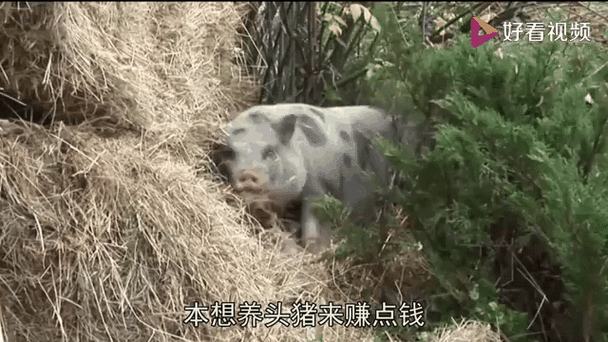 物为猪王是什么意思截图