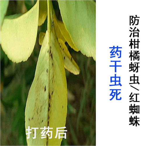 什么药能毒死小虫虫图标