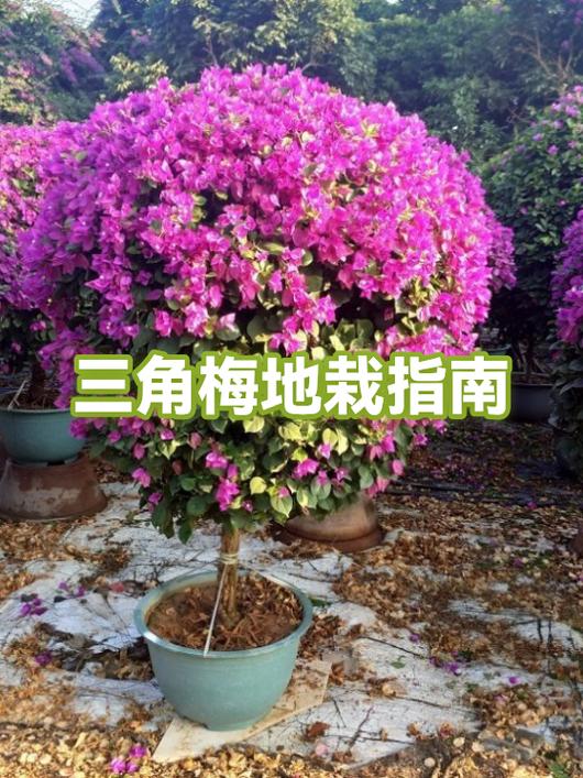 三角梅栽门前吉利吗图标