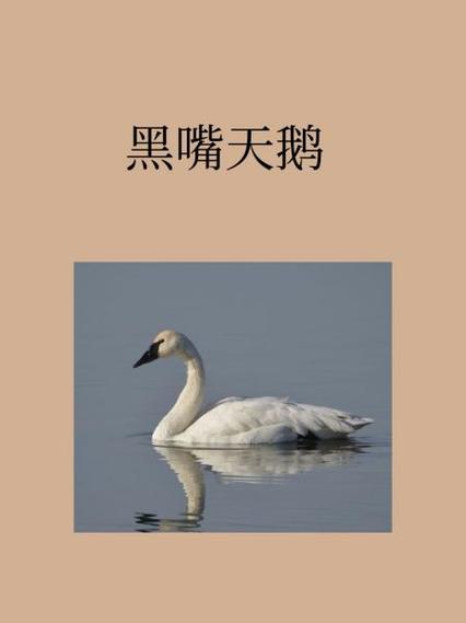 天鹅科普
