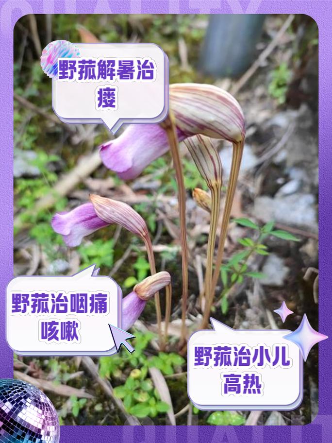 野陌的正确解释图标