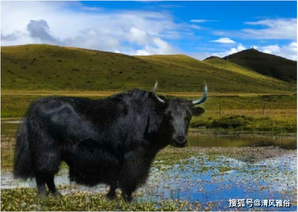 牦牛肉为什么贵图标