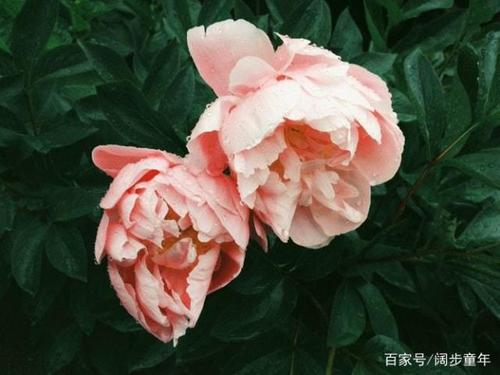 花陌黎图标
