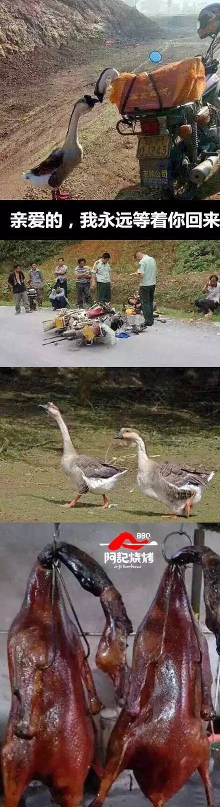 鹅搞笑视频笑死人图标