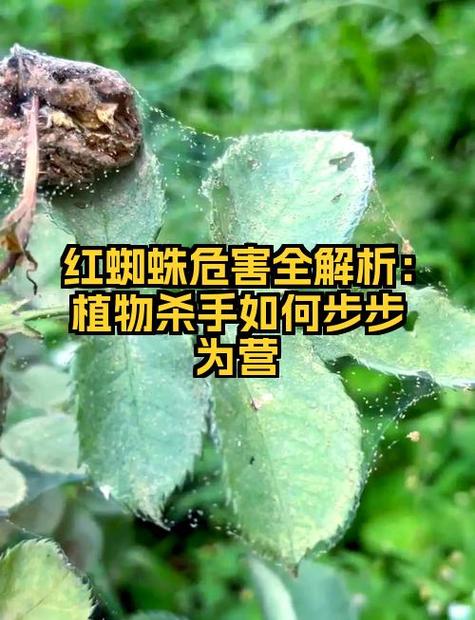 杀红蜘蛛用什么药最好图标