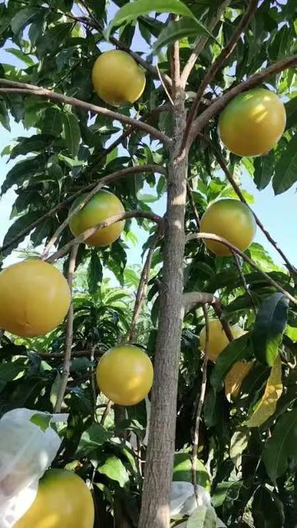 果树要结出果实和种子图标