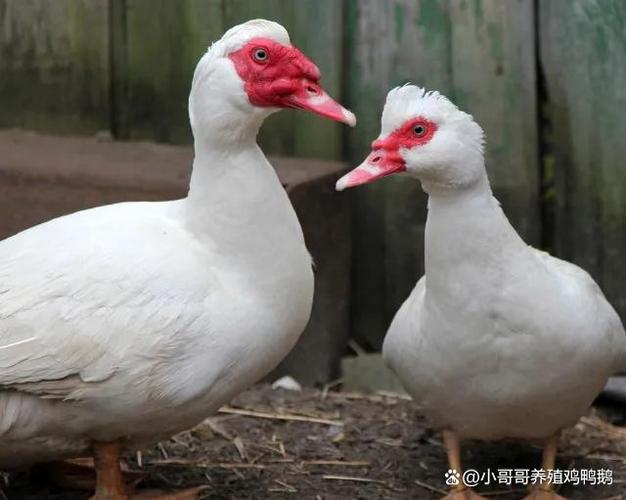 番鸭是什么鸭游戏截图